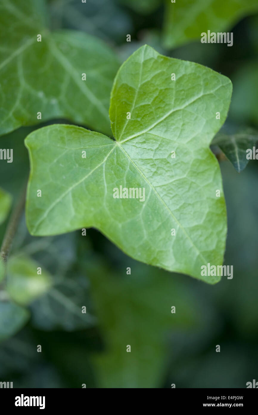 Edera comune immagini e fotografie stock ad alta risoluzione - Alamy