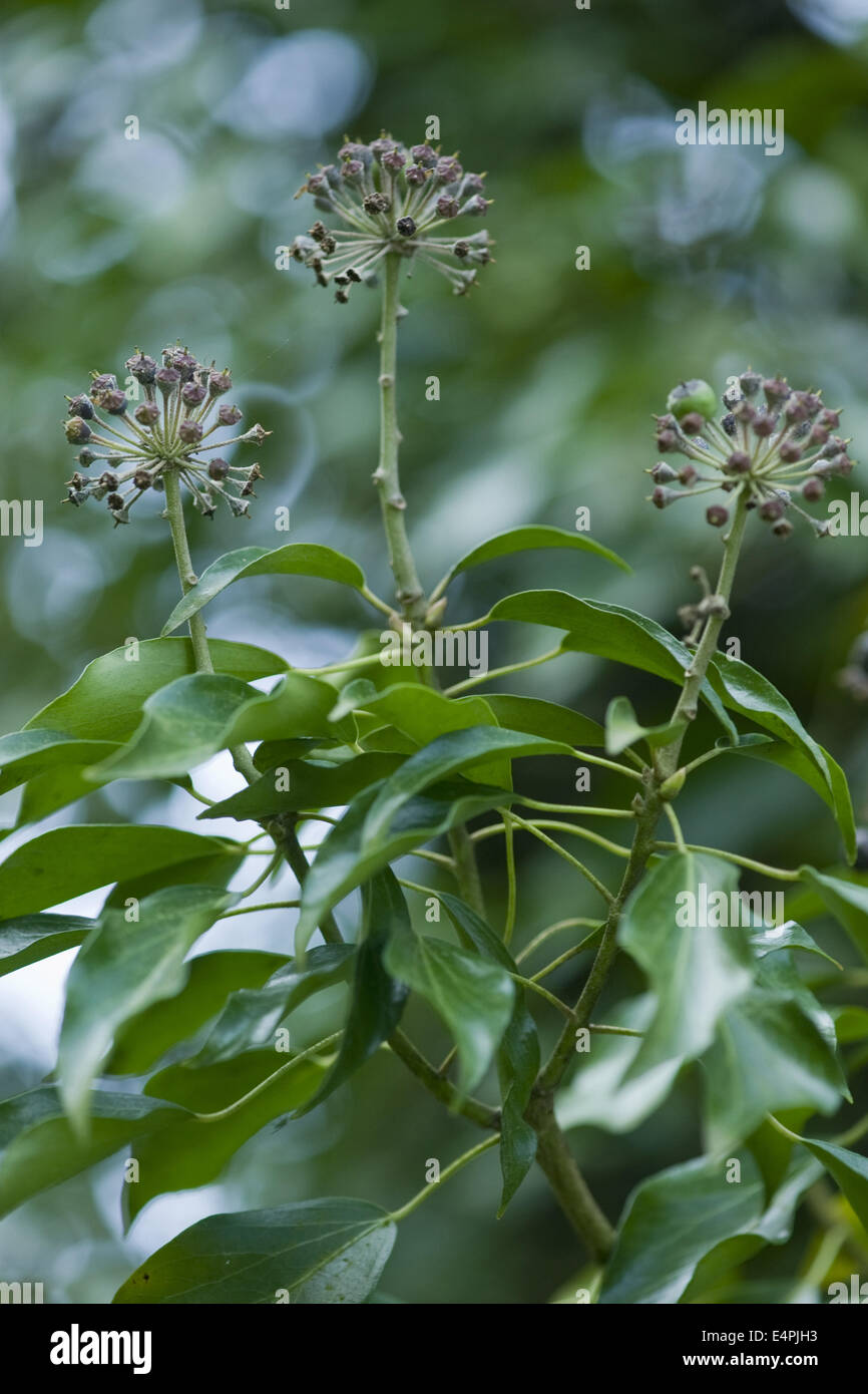 Edera comune immagini e fotografie stock ad alta risoluzione - Alamy