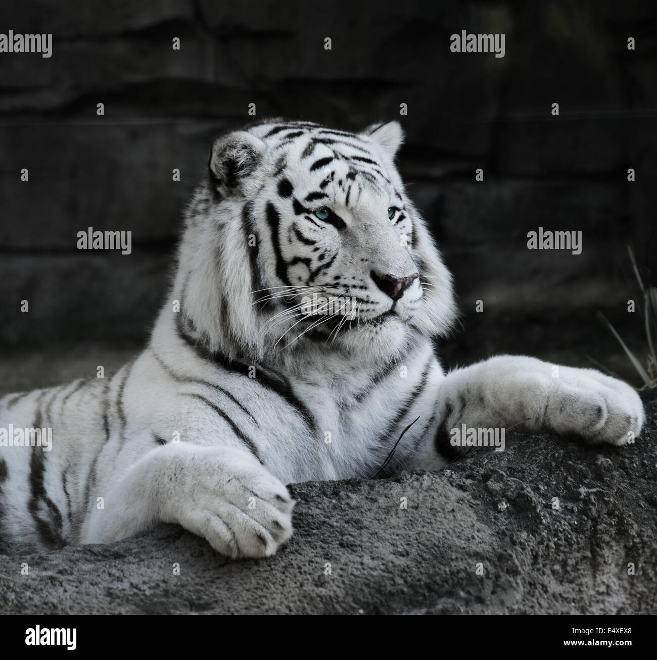 Tigre bianca immagini e fotografie stock ad alta risoluzione - Alamy