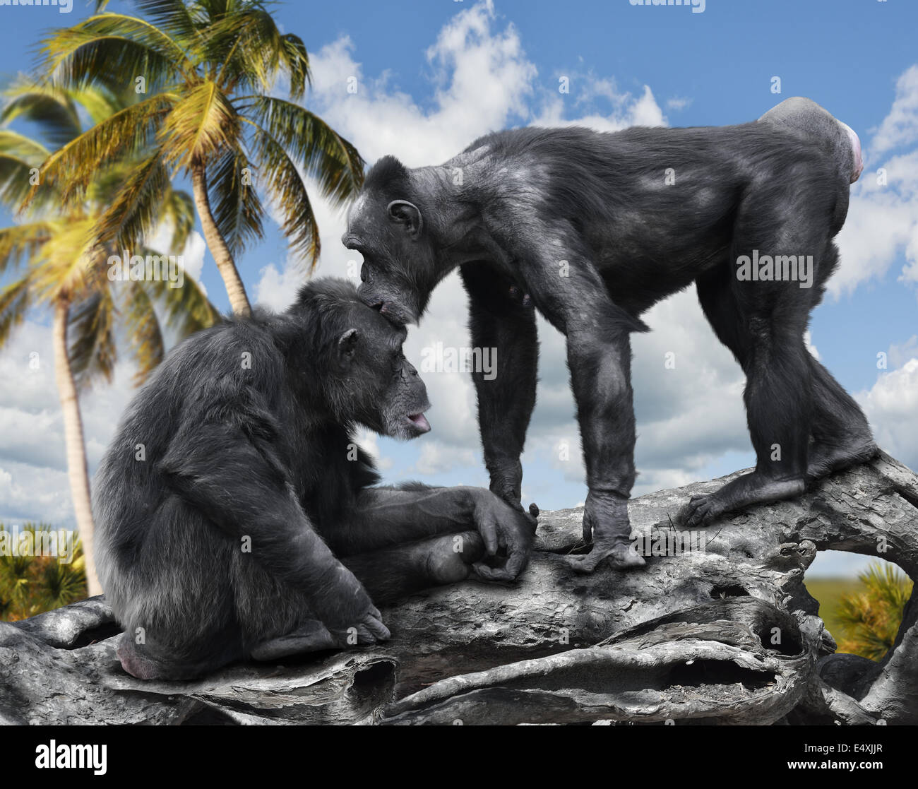 Due scimmie immagini e fotografie stock ad alta risoluzione - Alamy
