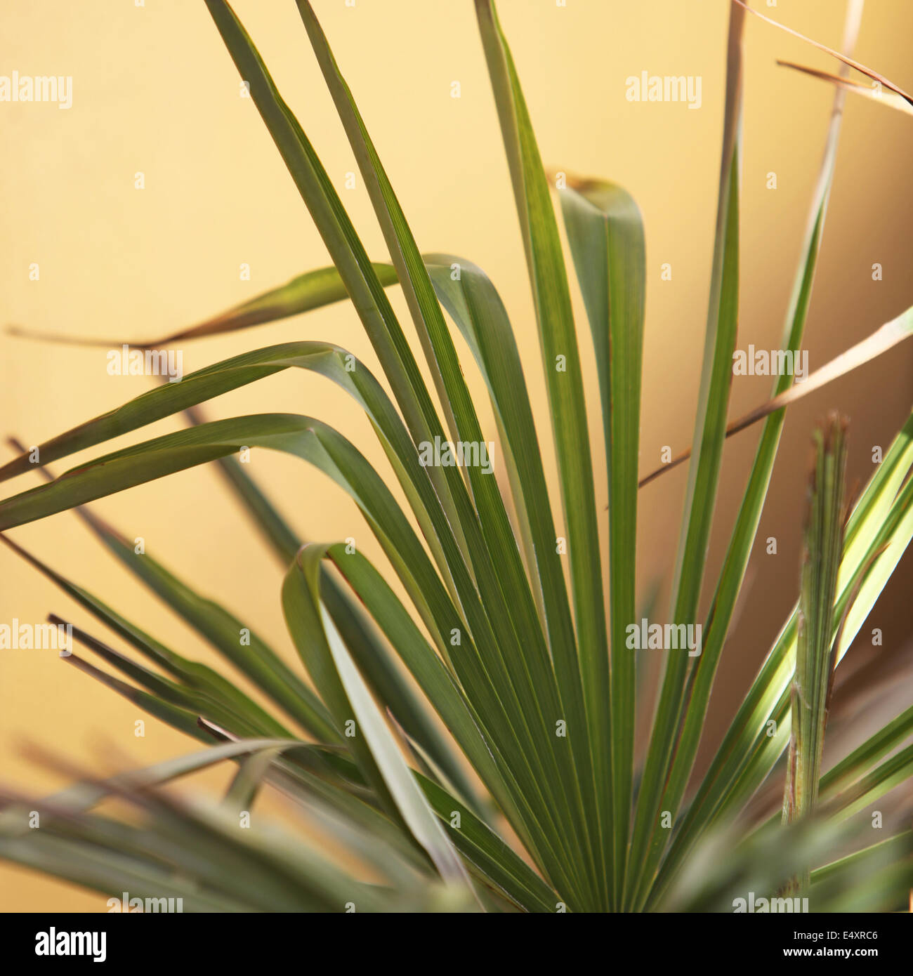 Foglia palmata immagini e fotografie stock ad alta risoluzione - Alamy