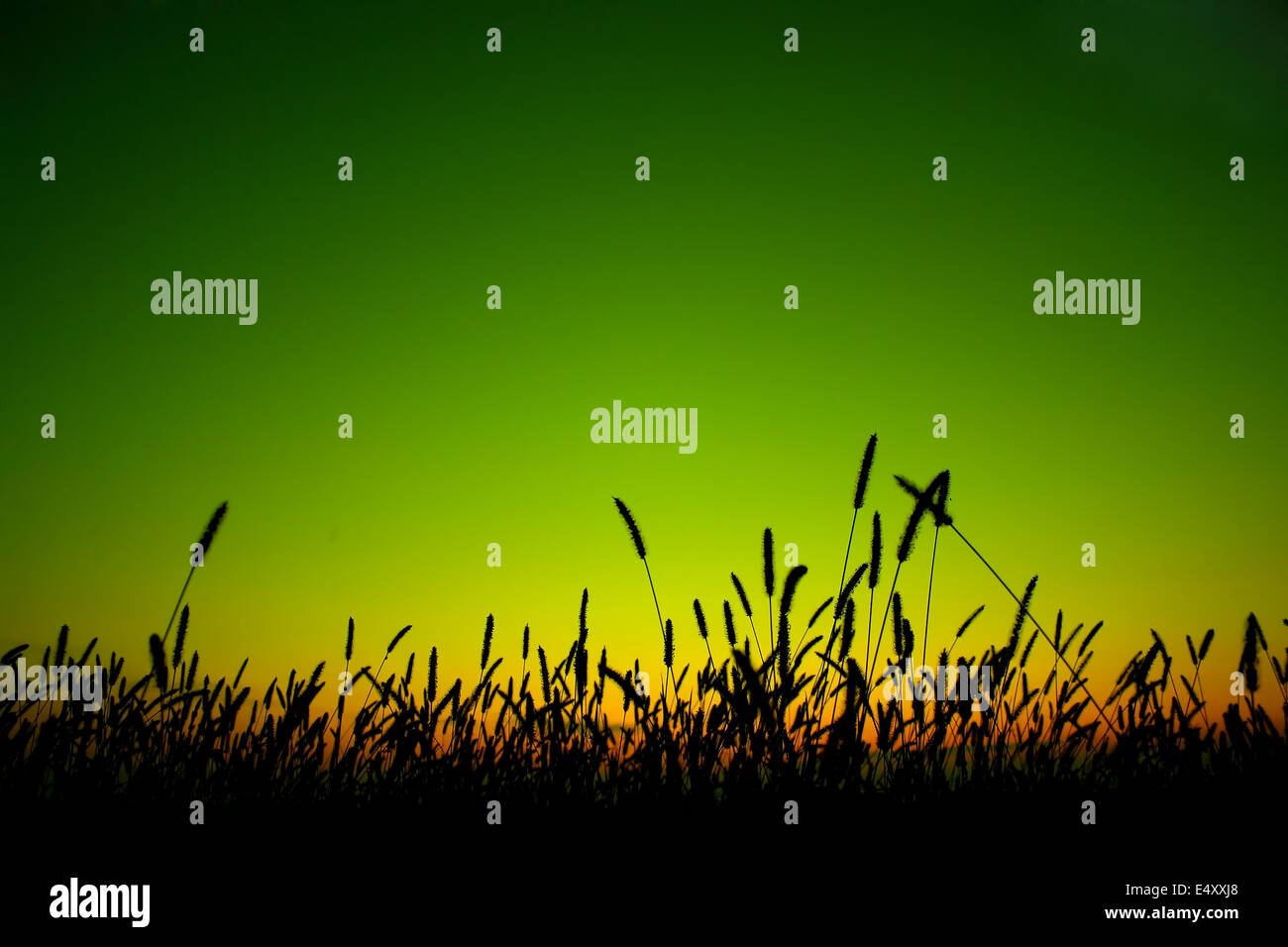 Sagoma di erba immagini e fotografie stock ad alta risoluzione - Alamy