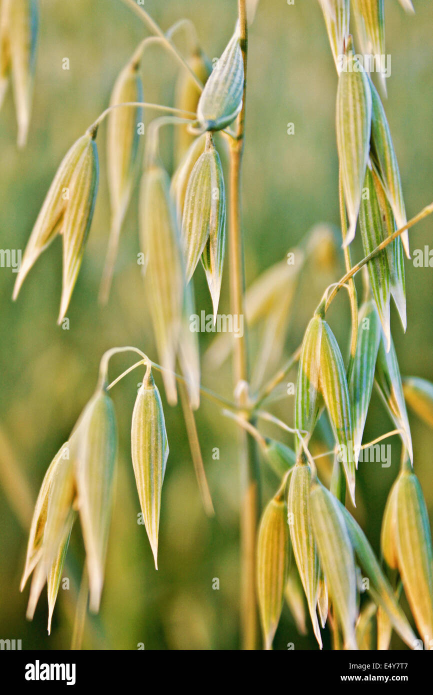 Pianta di avena immagini e fotografie stock ad alta risoluzione - Alamy