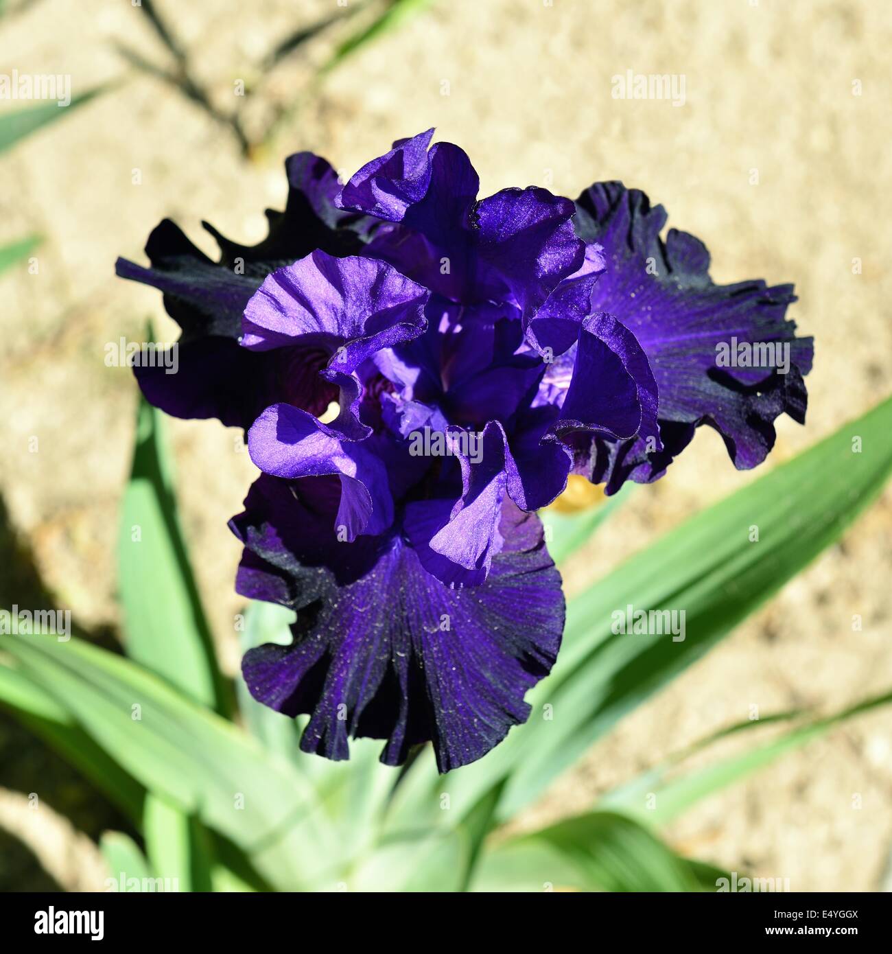 Iris blu in giardino immagini e fotografie stock ad alta risoluzione ...