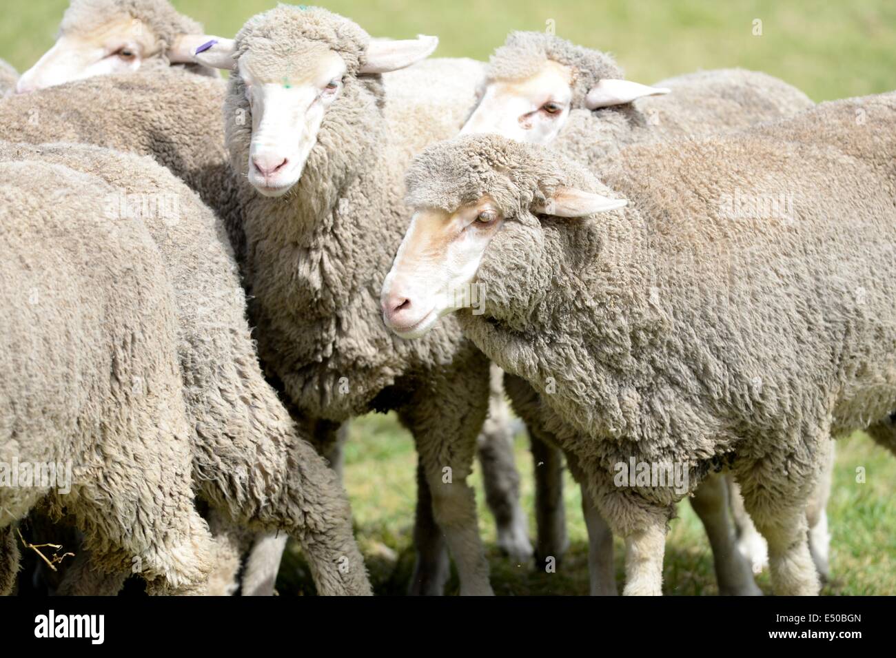 Pecore marroni olandesi immagini e fotografie stock ad alta risoluzione ...