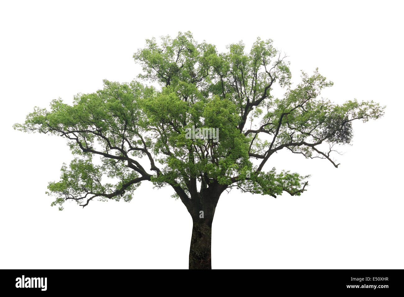 Camphor tree immagini e fotografie stock ad alta risoluzione - Alamy