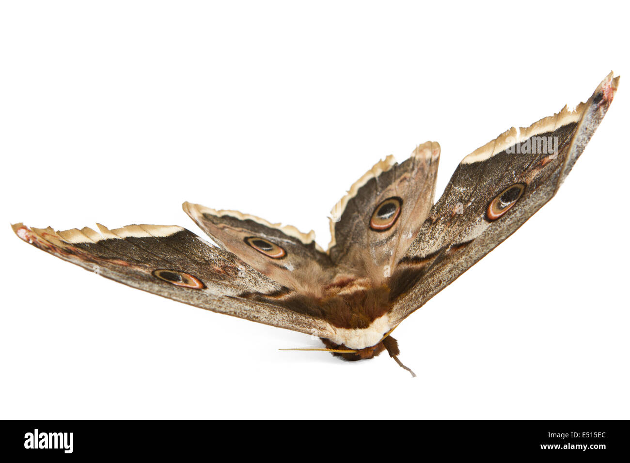 Falena gigante di seta immagini e fotografie stock ad alta risoluzione ...