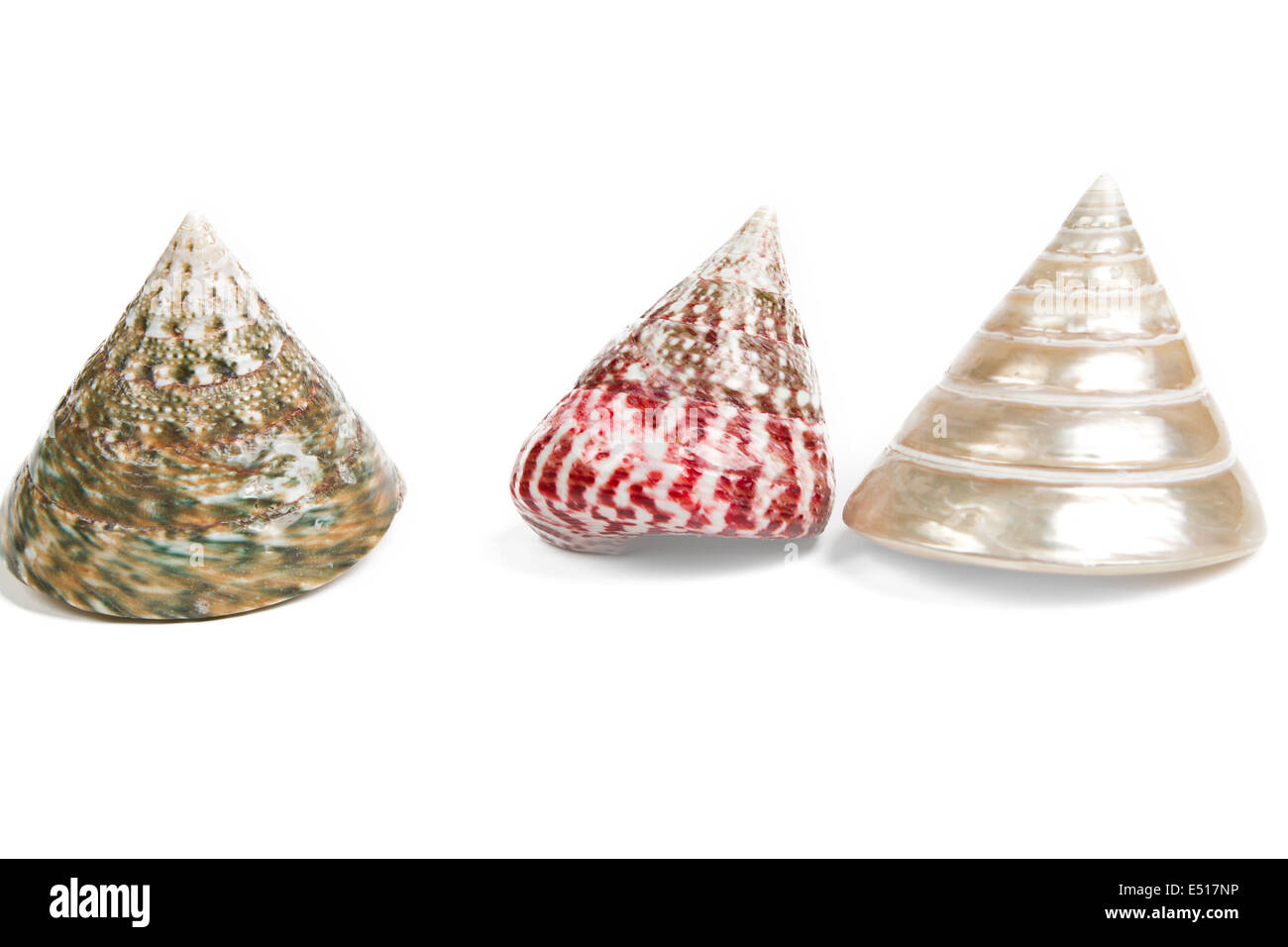 Conchiglie colorate immagini e fotografie stock ad alta risoluzione - Alamy