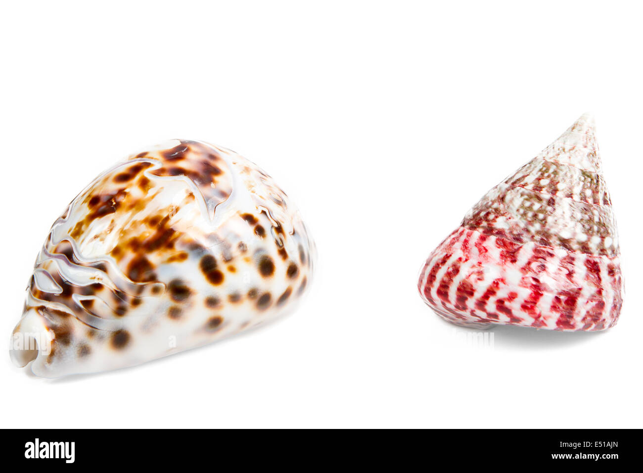 Conchiglie colorate immagini e fotografie stock ad alta risoluzione - Alamy