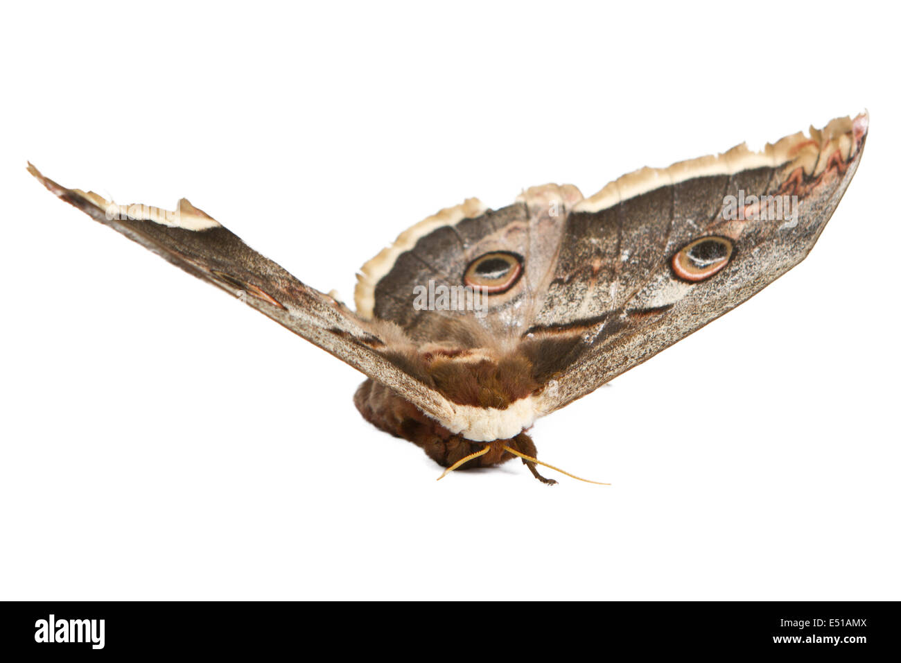 Falena gigante di seta immagini e fotografie stock ad alta risoluzione ...
