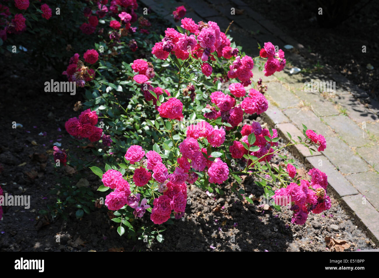 Rose nane immagini e fotografie stock ad alta risoluzione - Alamy