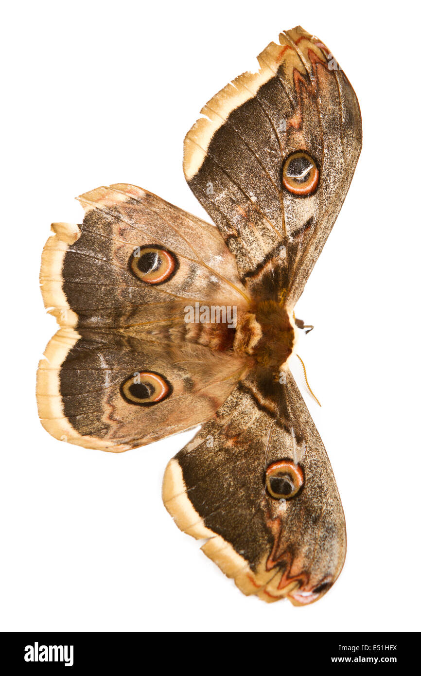 Falena gigante di seta immagini e fotografie stock ad alta risoluzione ...