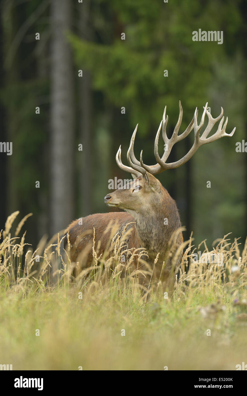 Fauna selvatica germania immagini e fotografie stock ad alta ...