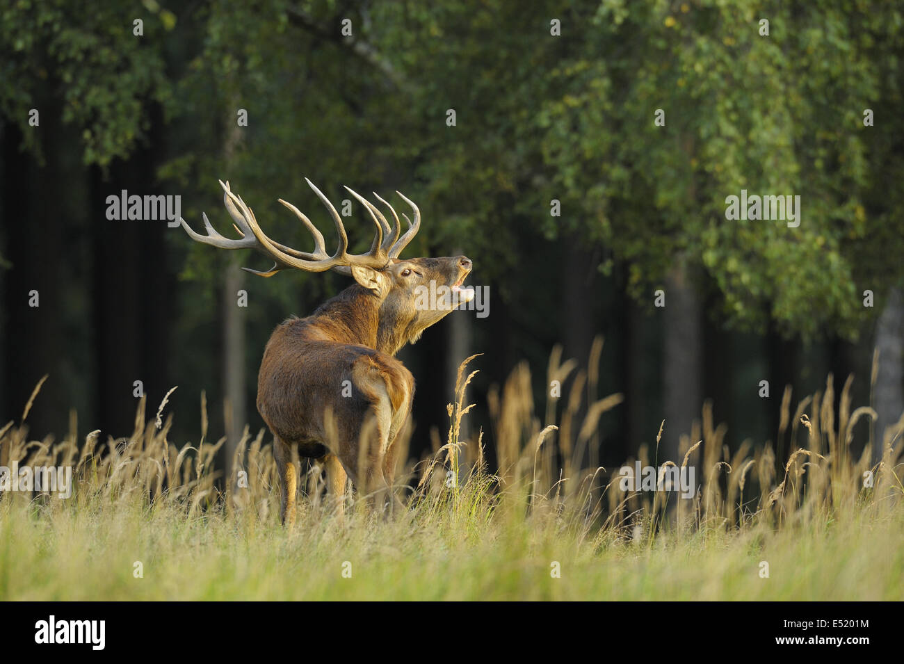 Fauna selvatica germania immagini e fotografie stock ad alta ...