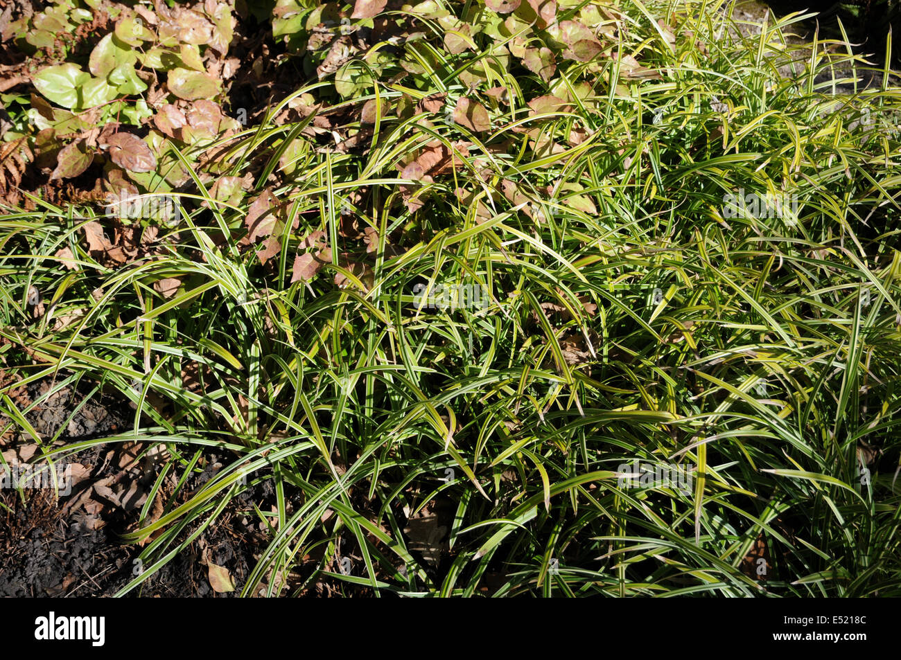Carex morrowii variegata immagini e fotografie stock ad alta ...