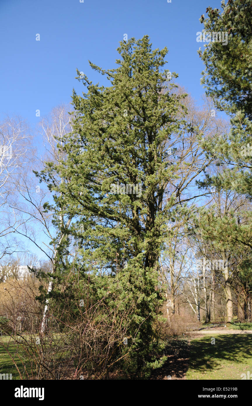 Ginepro cinese juniperus chinensis immagini e fotografie stock ad alta ...