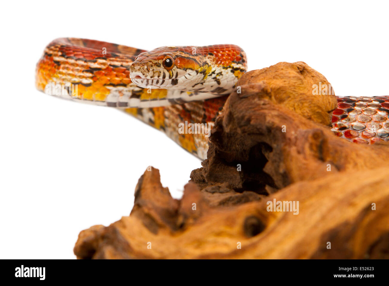 Serpente serpentino immagini e fotografie stock ad alta risoluzione - Alamy