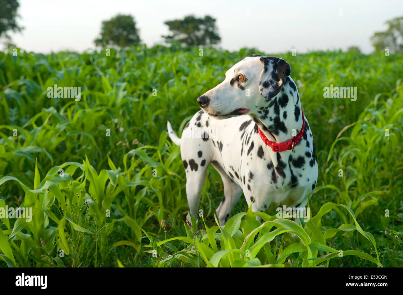 Razza dalmata di cane immagini e fotografie stock ad alta risoluzione ...