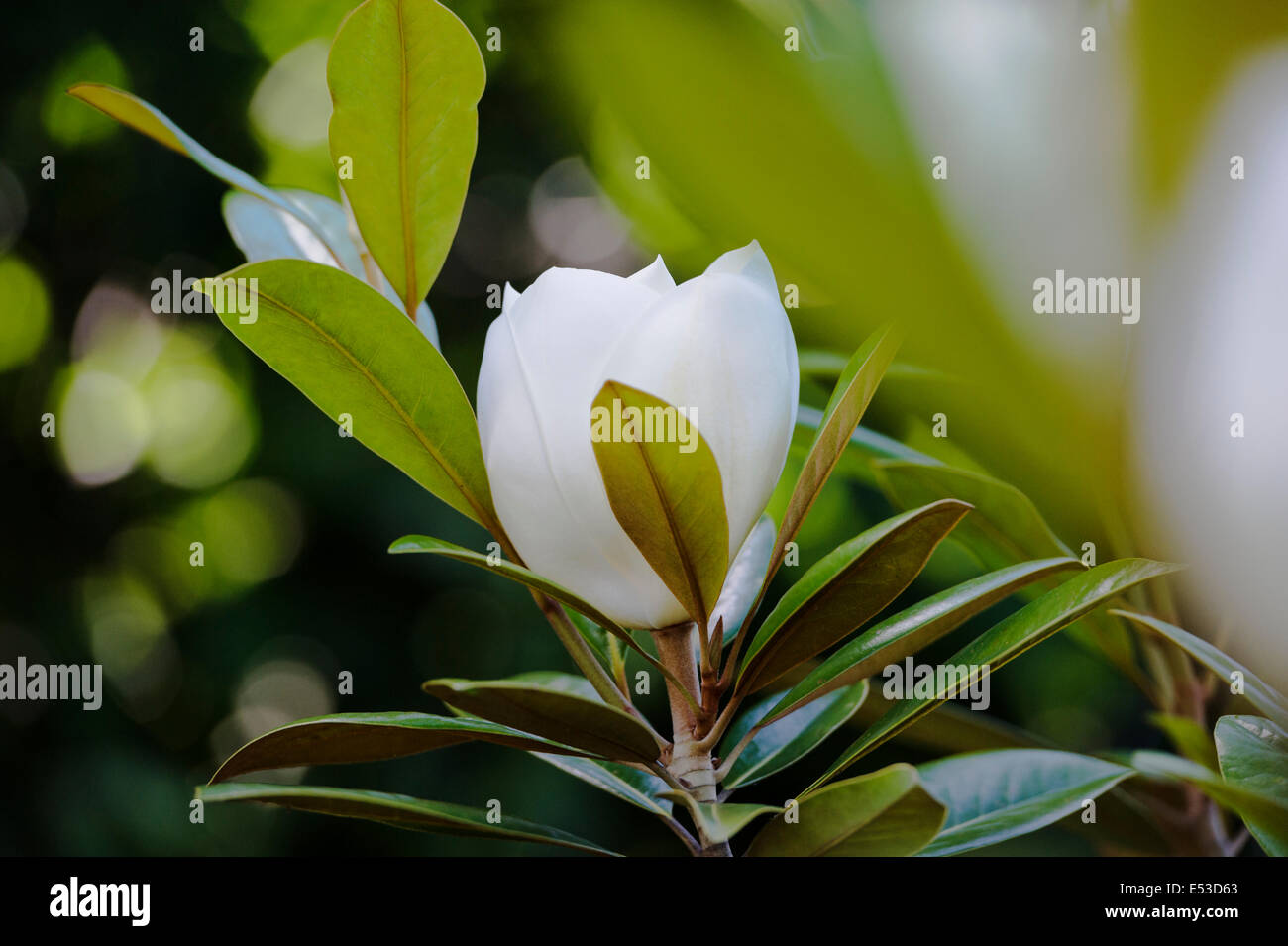 Magnolia grandiflora exmouth immagini e fotografie stock ad alta ...