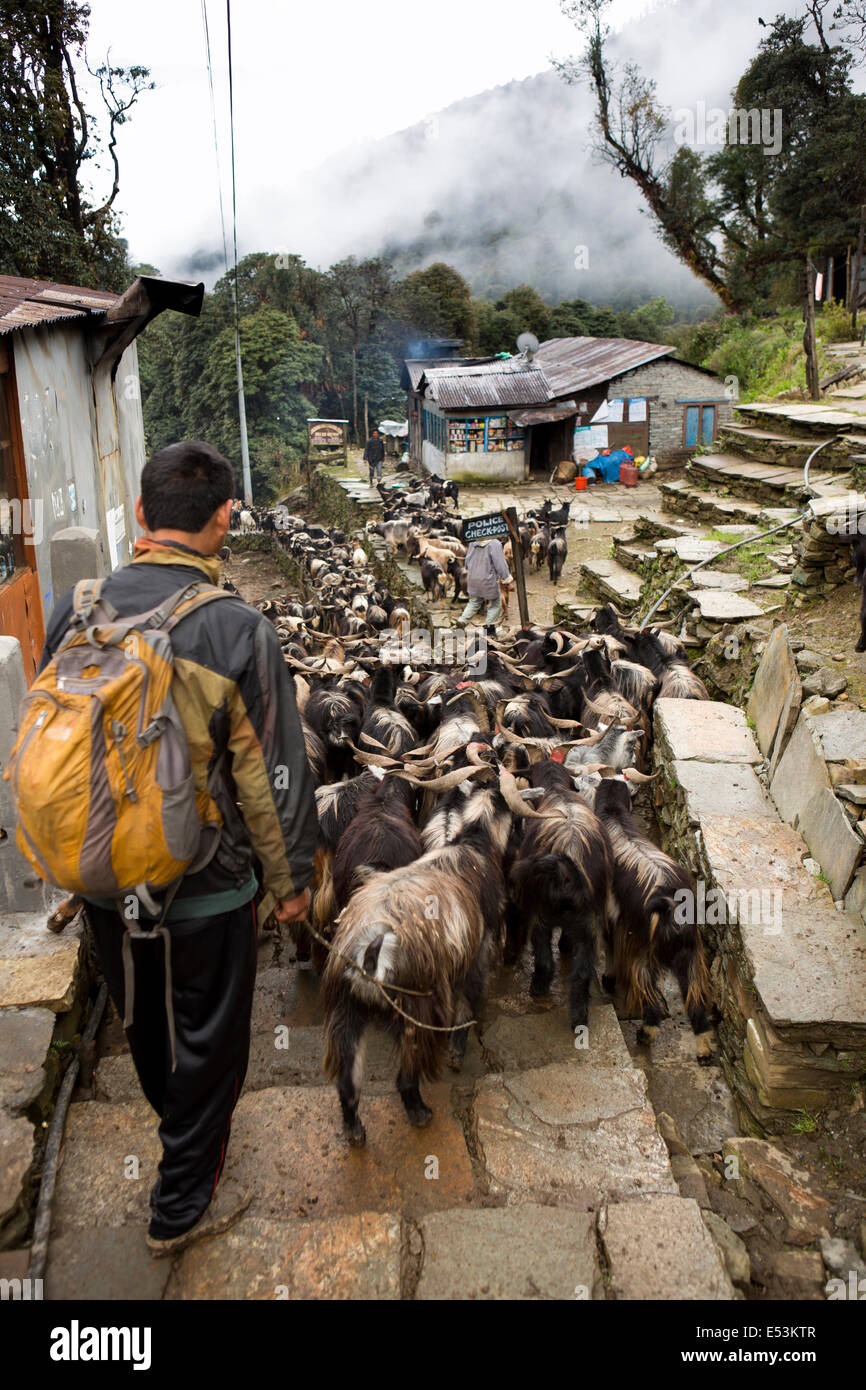 Nepal festivals immagini e fotografie stock ad alta risoluzione - Alamy