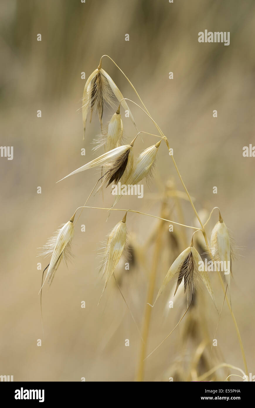 Teste di semi di avena selvatica immagini e fotografie stock ad alta ...