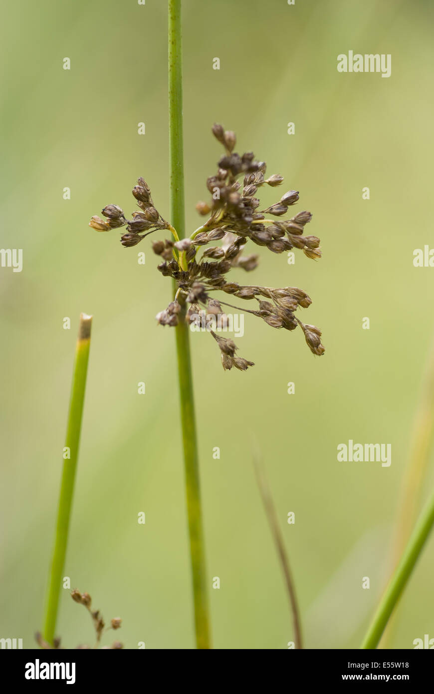 Juncus grass immagini e fotografie stock ad alta risoluzione - Alamy