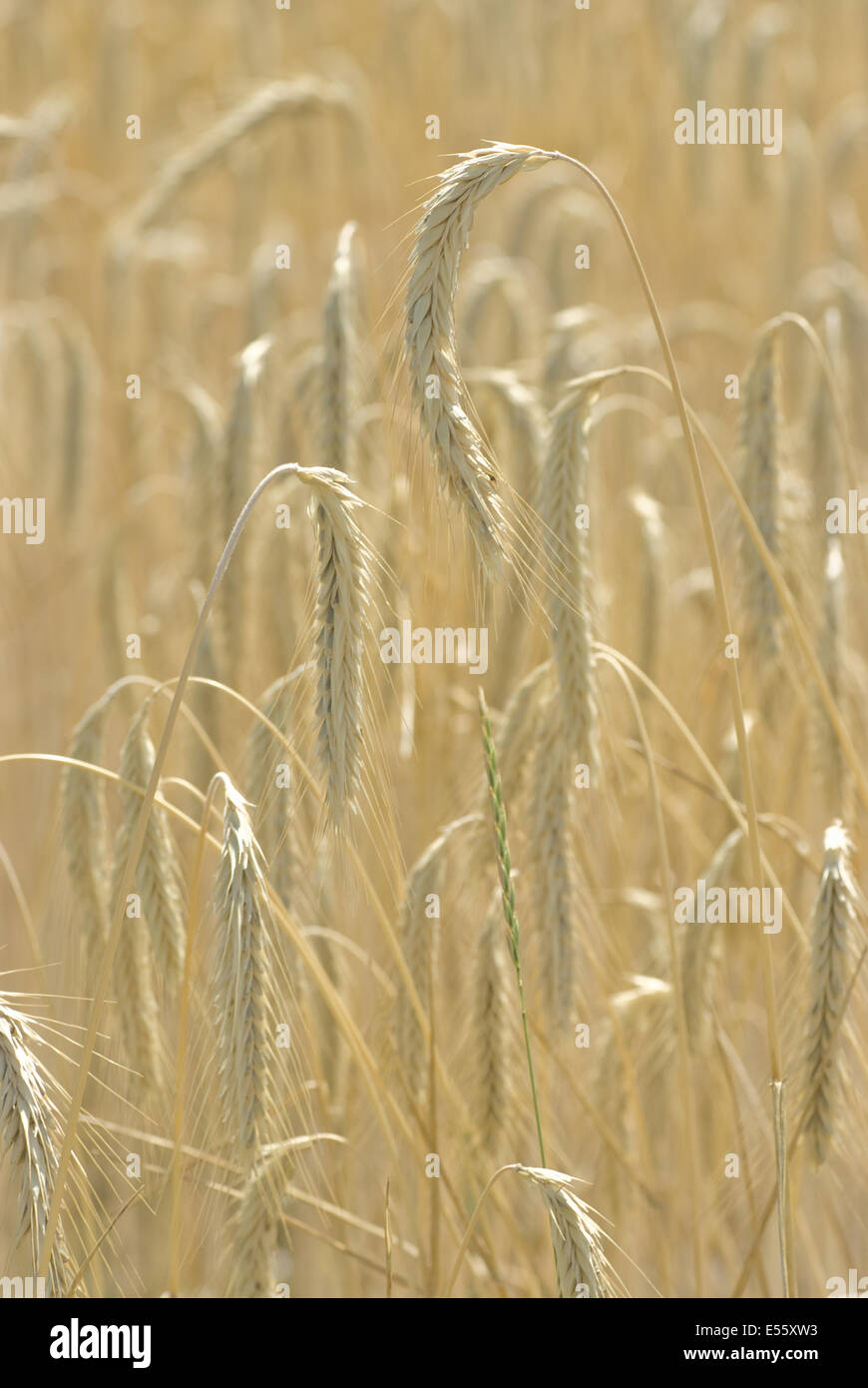 Secale rye secale cereale seed immagini e fotografie stock ad alta ...