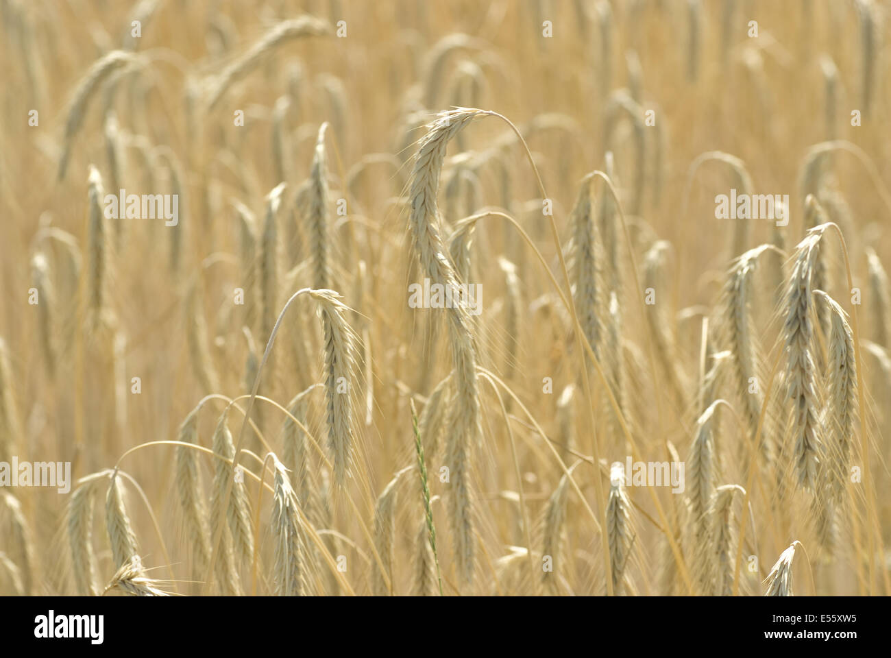Spighe e grano di segale immagini e fotografie stock ad alta ...