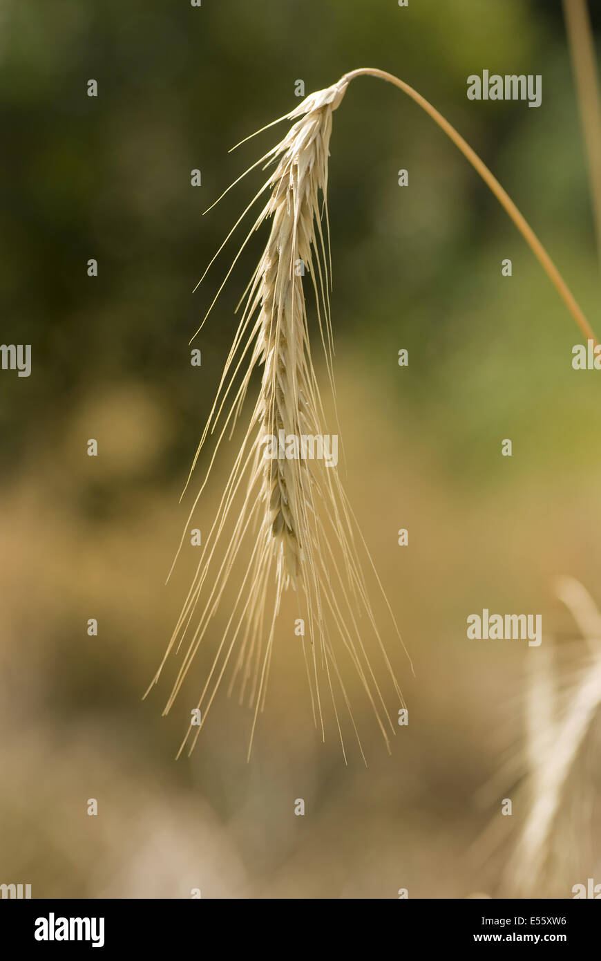 Secale rye secale cereale seed immagini e fotografie stock ad alta ...