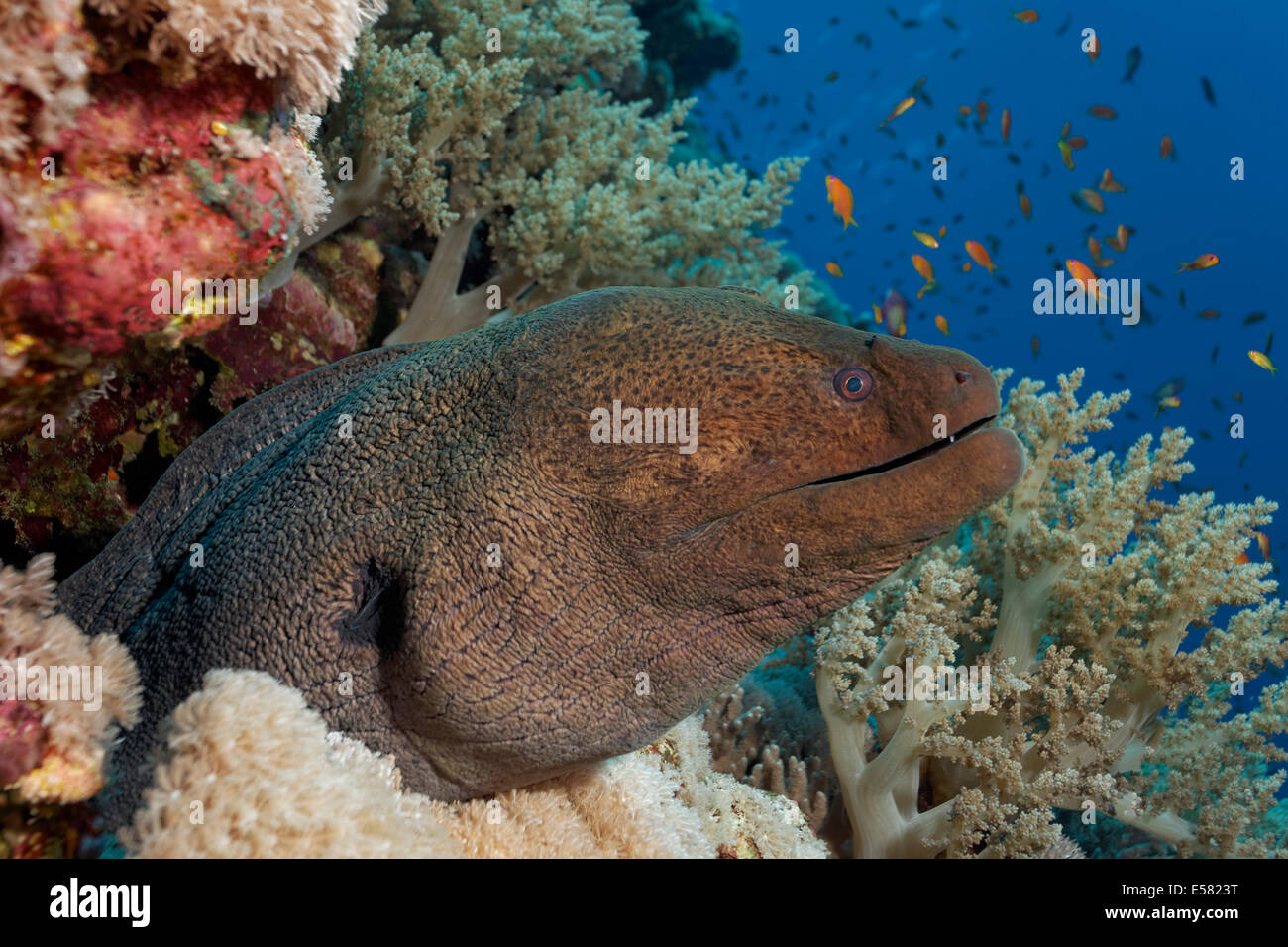Murena murena moray gigante di barriera corallina immagini e fotografie ...