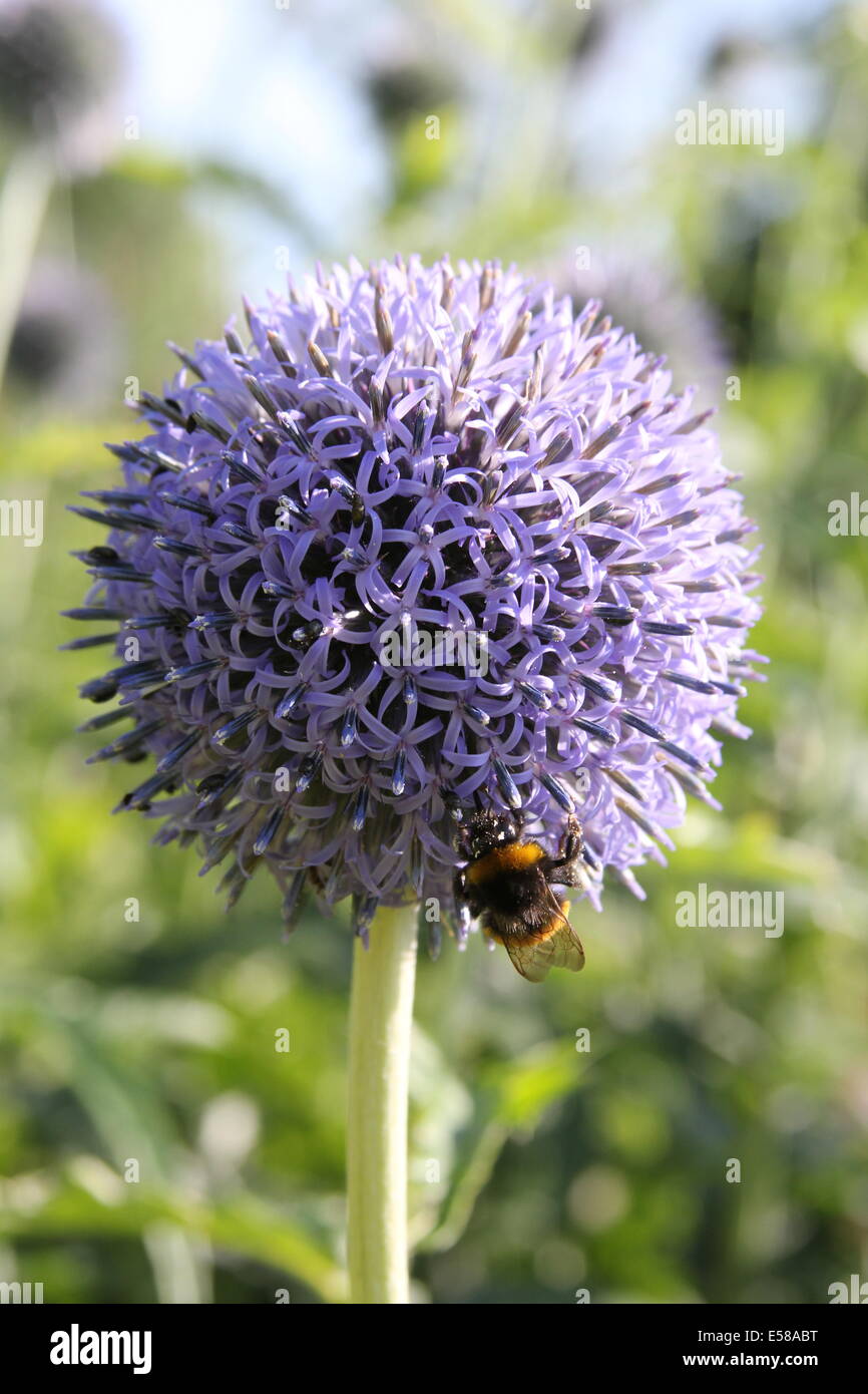 Bee preferito immagini e fotografie stock ad alta risoluzione - Alamy