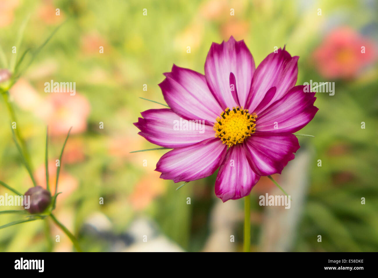 Fiore con otto petali immagini e fotografie stock ad alta risoluzione - Alamy