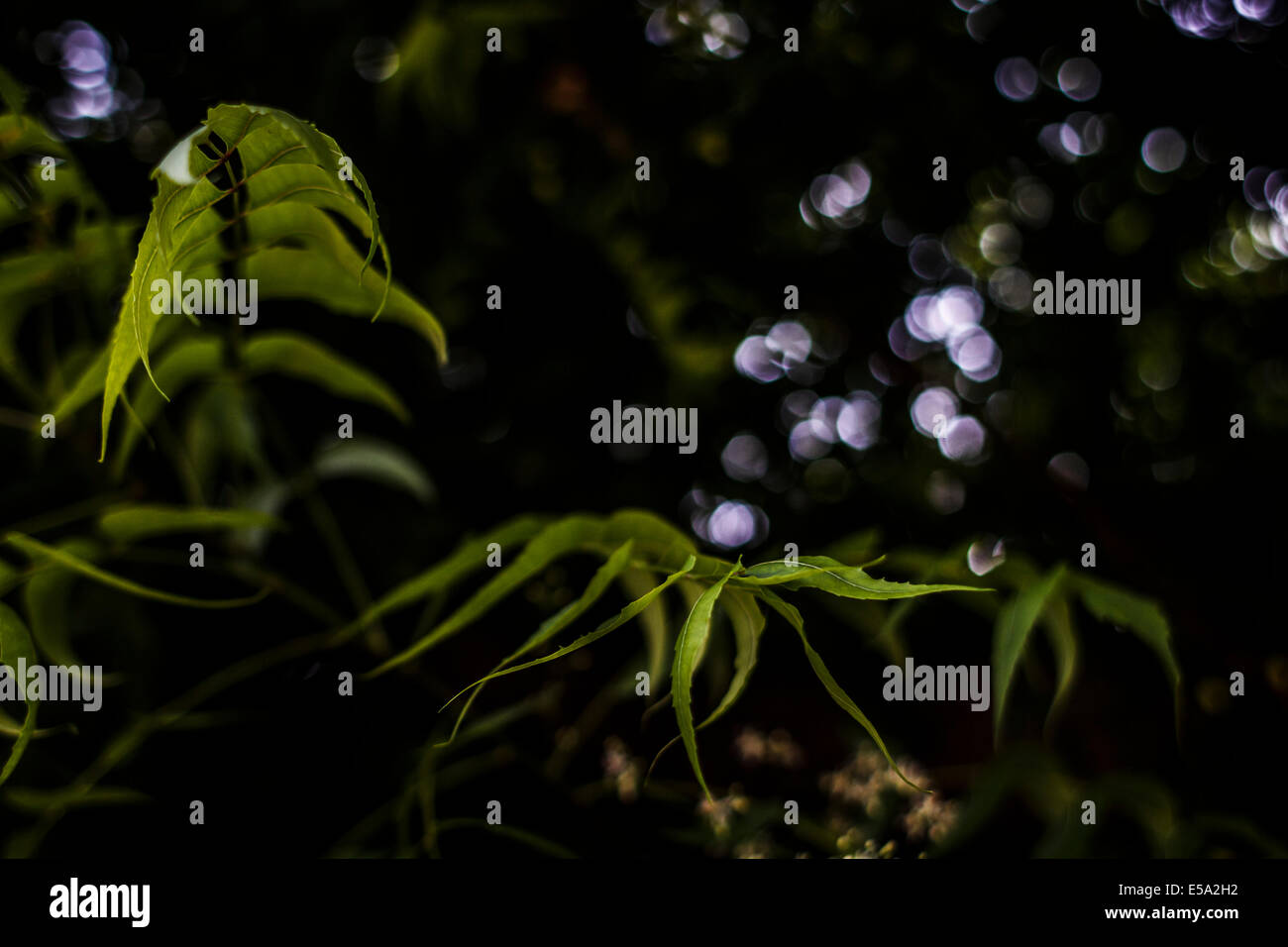 Tree neem azadirachta indica immagini e fotografie stock ad alta ...