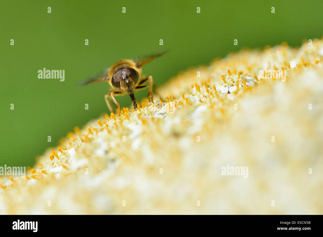 Cheilosia canicularis immagini e fotografie stock ad alta risoluzione ...