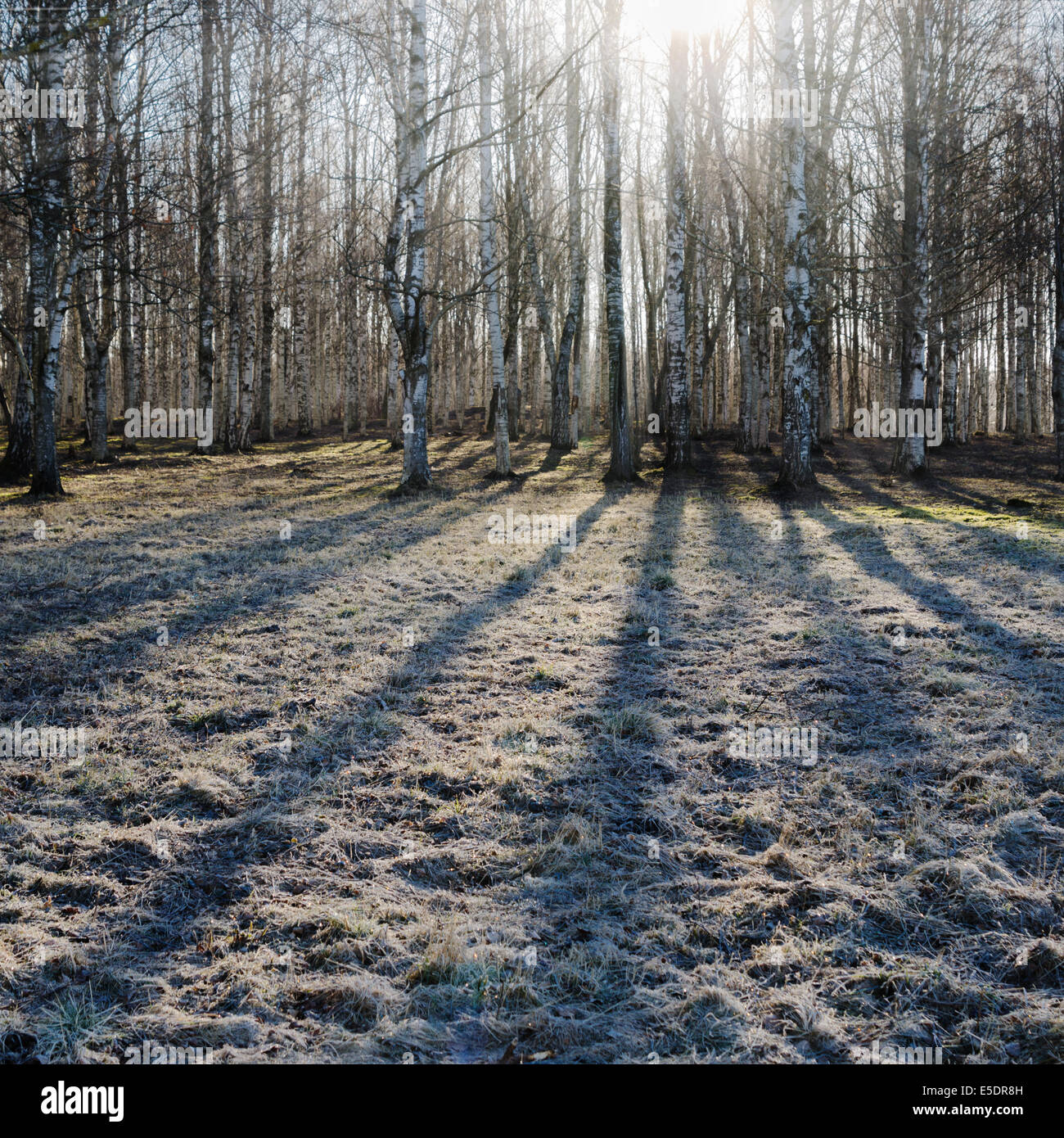 Legno di betulla immagini e fotografie stock ad alta risoluzione - Alamy