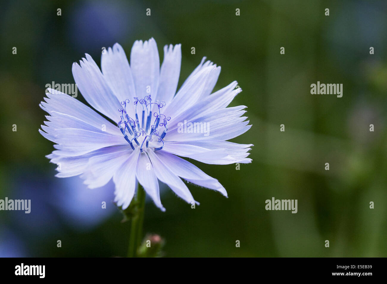 Cicorie flower immagini e fotografie stock ad alta risoluzione - Alamy