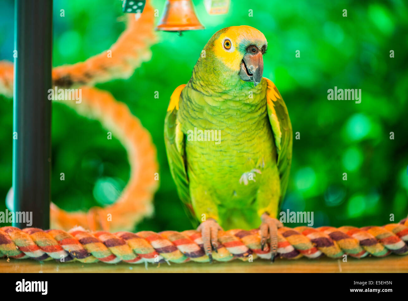 Verde pappagallo immagini e fotografie stock ad alta risoluzione - Alamy