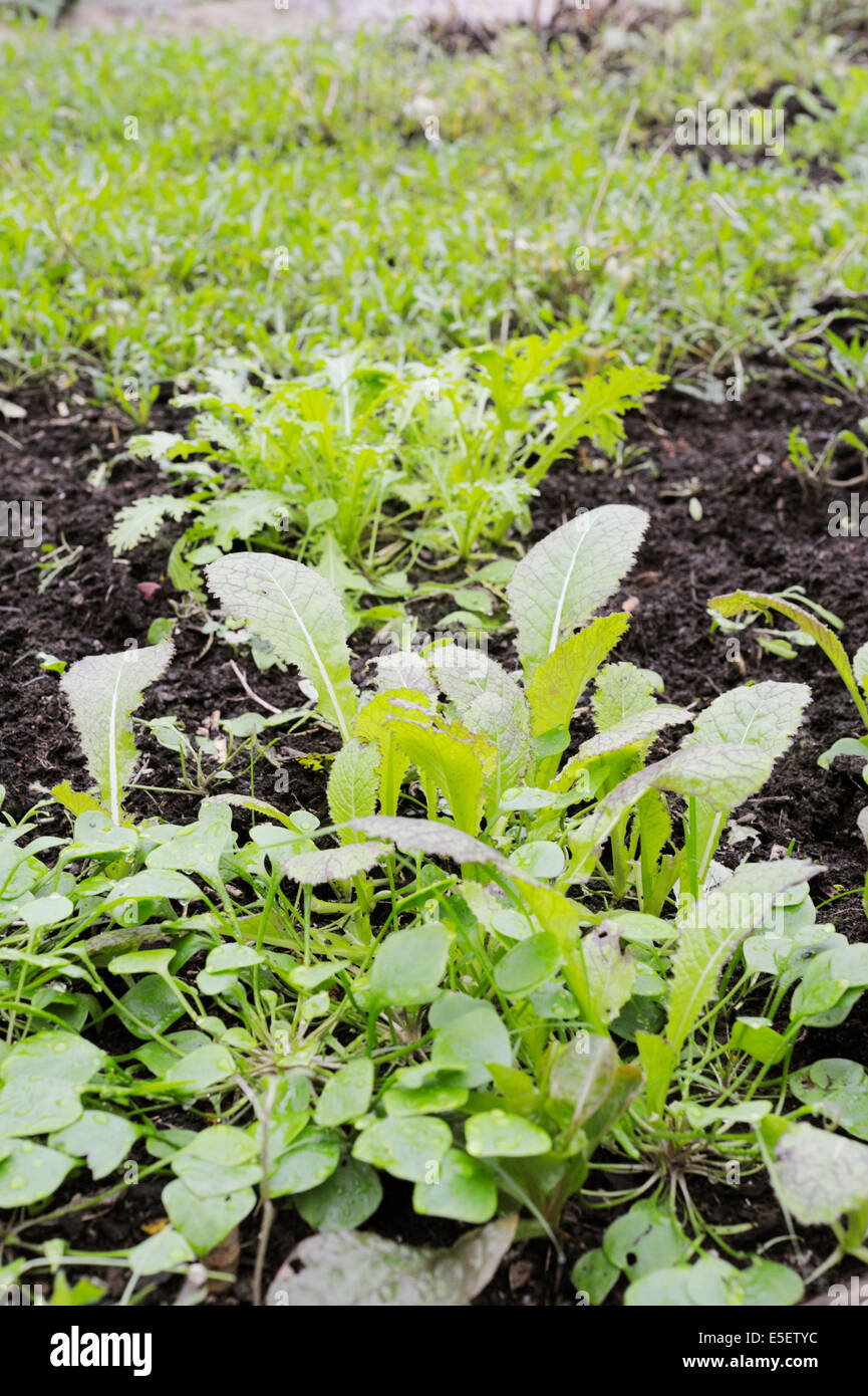 Senape gigante rossa immagini e fotografie stock ad alta risoluzione ...
