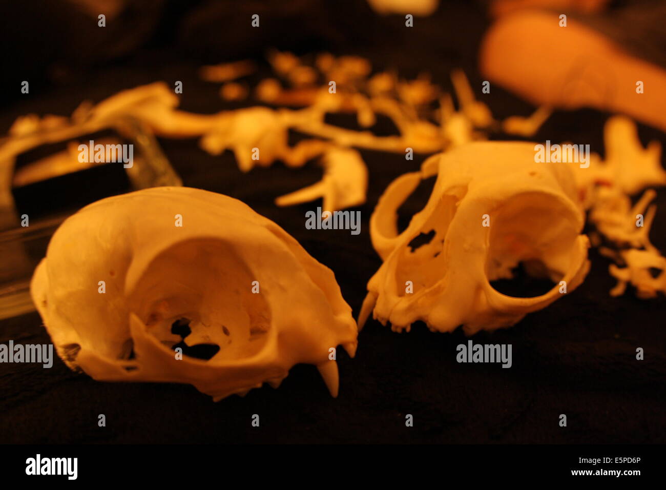 Teschio scheletrico immagini e fotografie stock ad alta risoluzione - Alamy