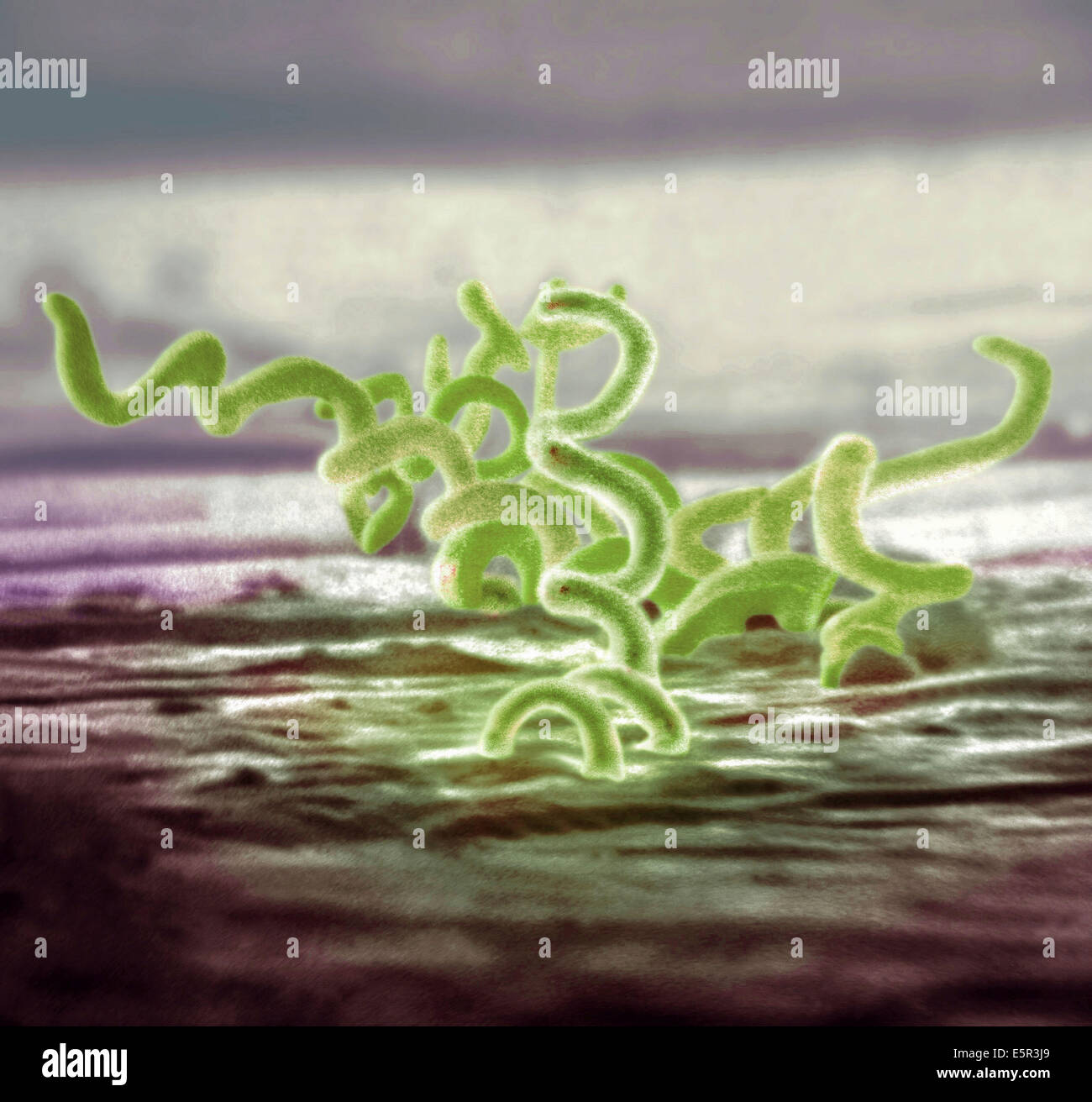 Batteri Della Sifilide Immagini e Fotos Stock - Alamy