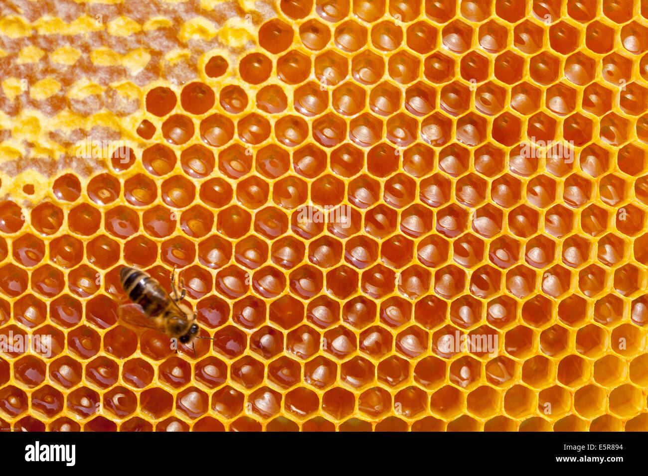 Honeycomb Cells Immagini e Fotos Stock - Alamy
