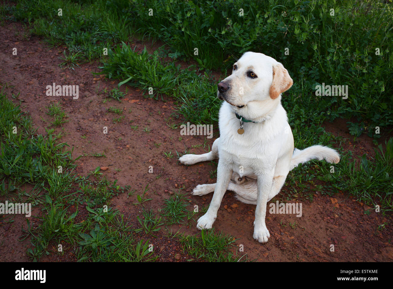 Crema labrador retriever immagini e fotografie stock ad alta ...