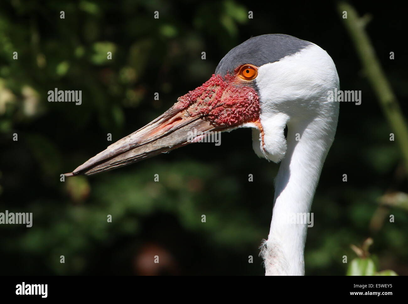 Wattled gru (Bugeranus carunculatus, anche Grus carunculata), una gru ...
