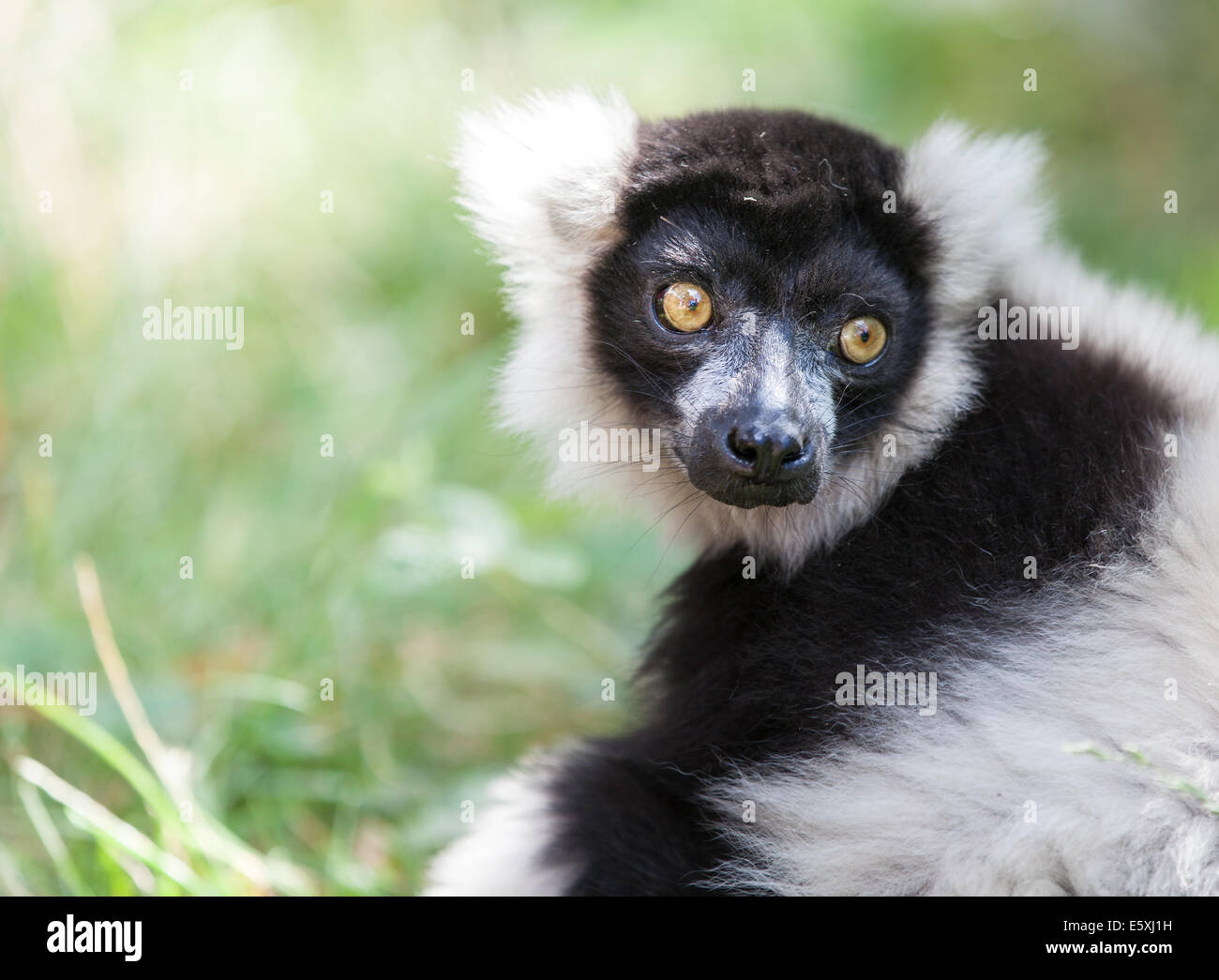 Animale lemure immagini e fotografie stock ad alta risoluzione - Alamy