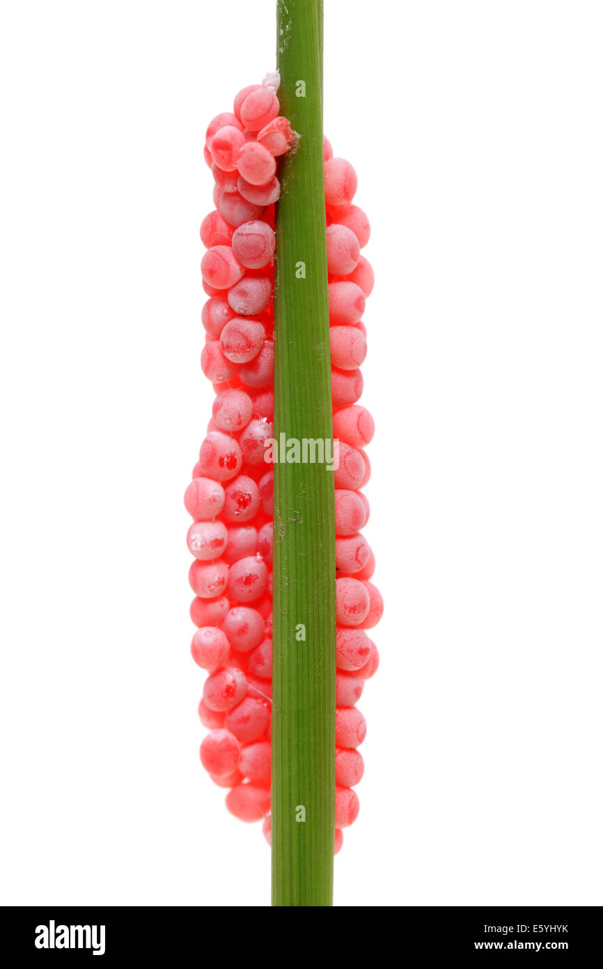 Uova di lumaca mela d'oro immagini e fotografie stock ad alta ...