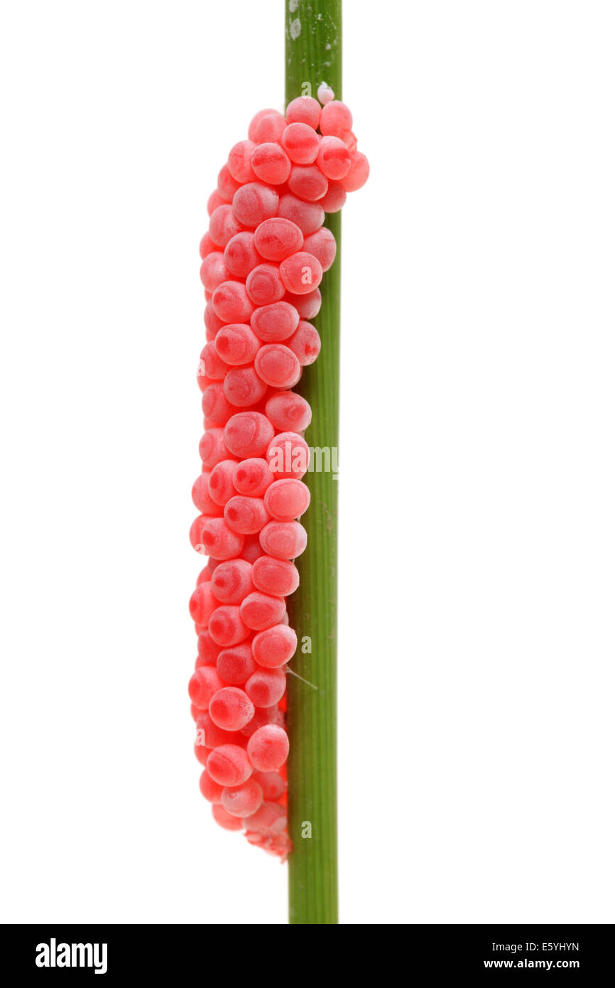 Uova di lumaca mela d'oro immagini e fotografie stock ad alta ...