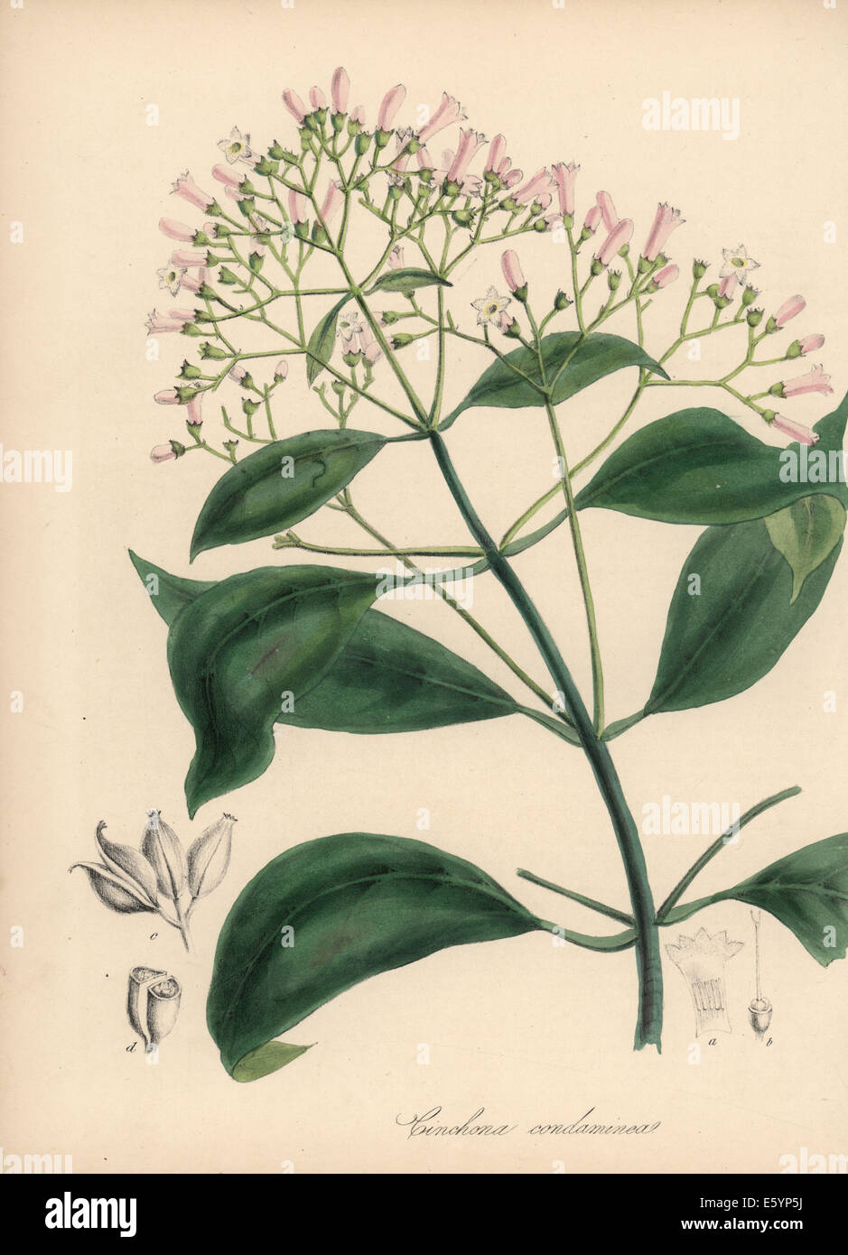 Quinine cinchona officinalis immagini e fotografie stock ad alta ...
