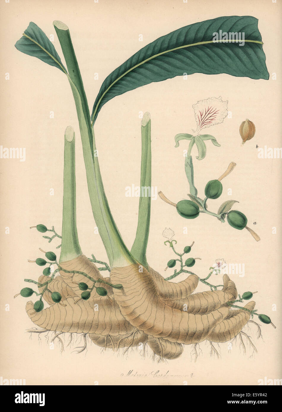 Pianta di cardamomo immagini e fotografie stock ad alta risoluzione - Alamy