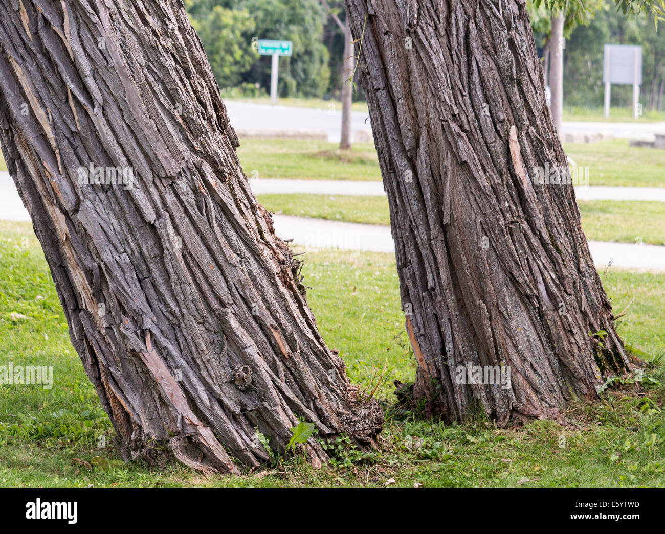 Ha lasciato due alberi immagini e fotografie stock ad alta risoluzione ...