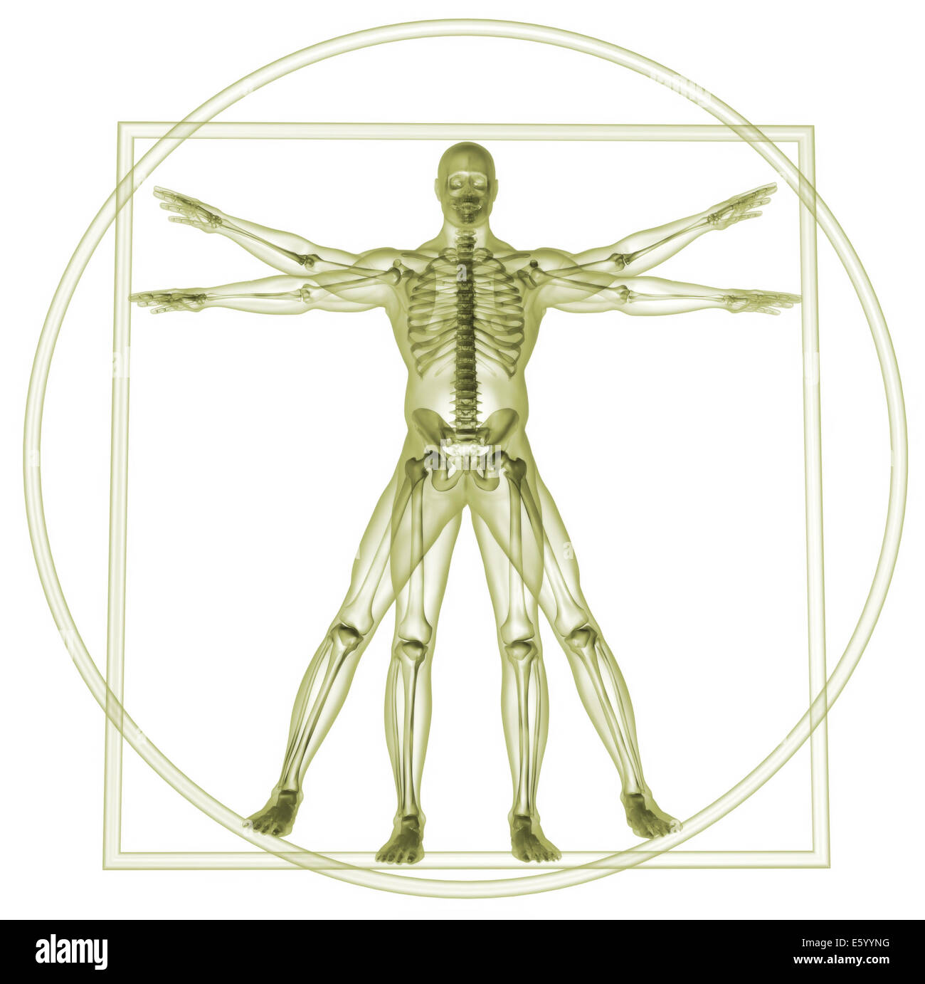 Vitruvian man by leonardo da vinci Immagini senza sfondo e Foto Stock ritagliate - Alamy